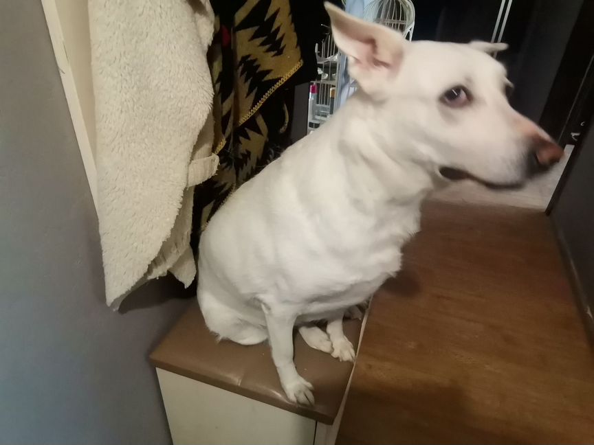 Собака в добрые руки