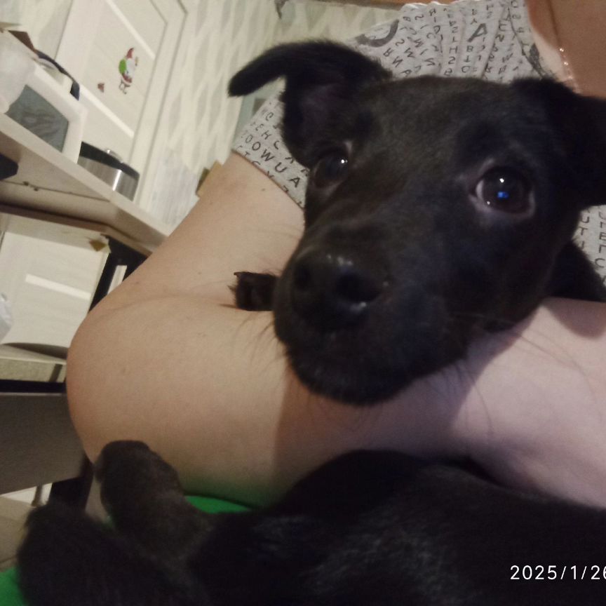 Щенок в добрые руки