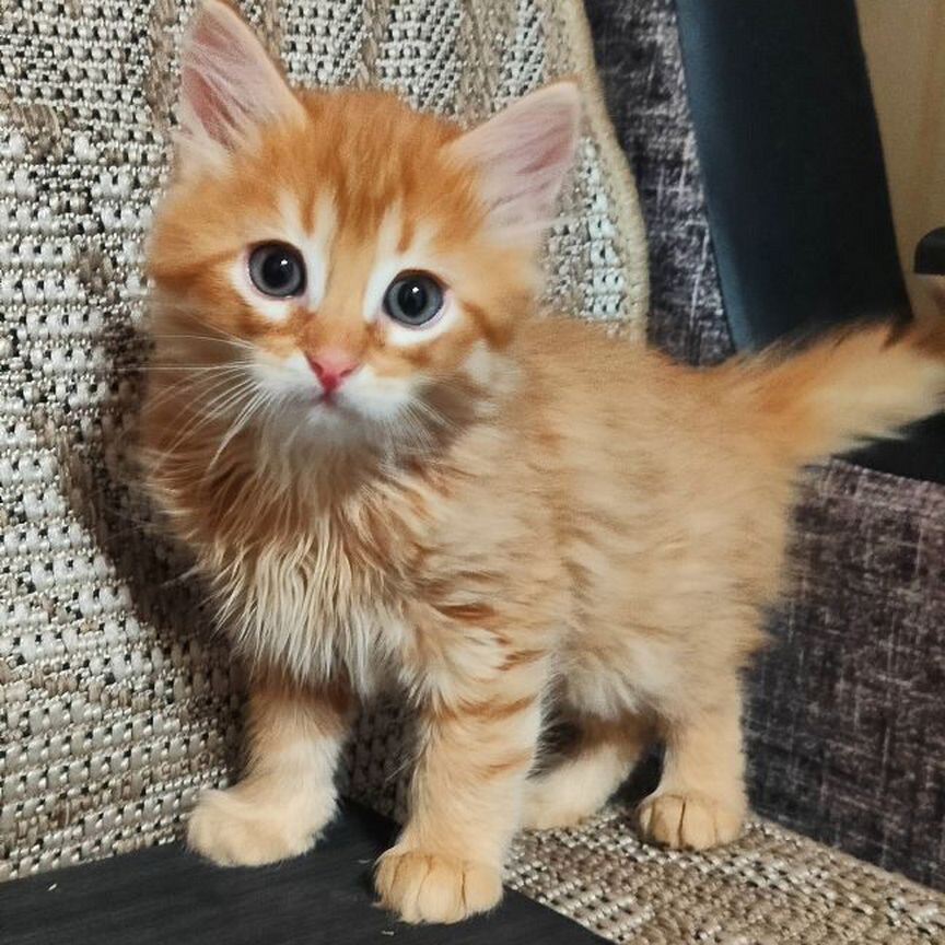 Котики
