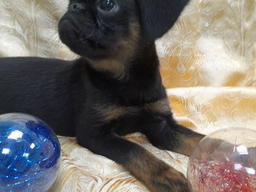 Пти брабансон мальчик