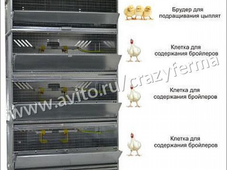 Ферма для выращивания бройлеров