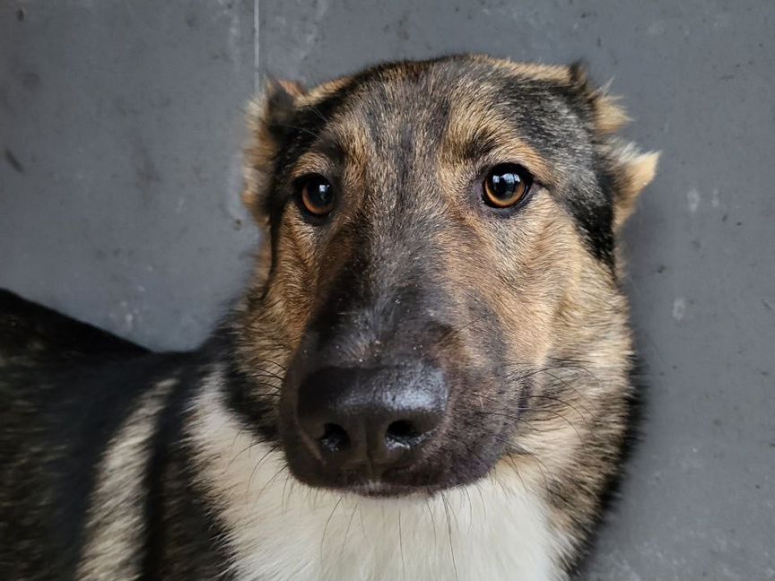 Собаки спасенные с фермы