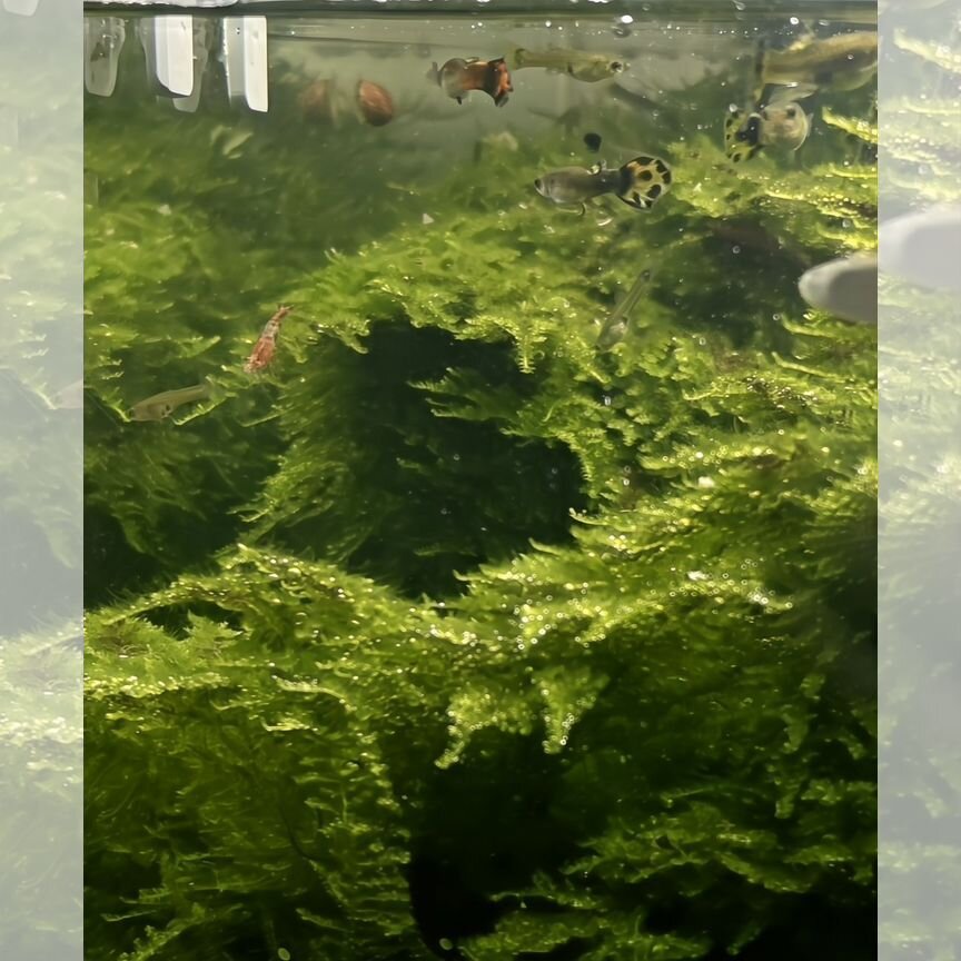 Рыбки гуппи