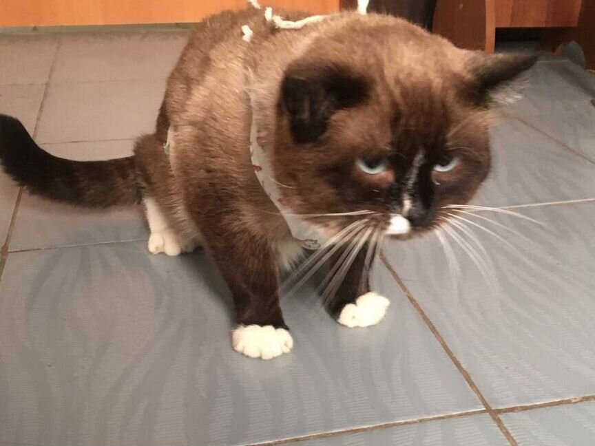 Красивый котик ищет хороших хозяев