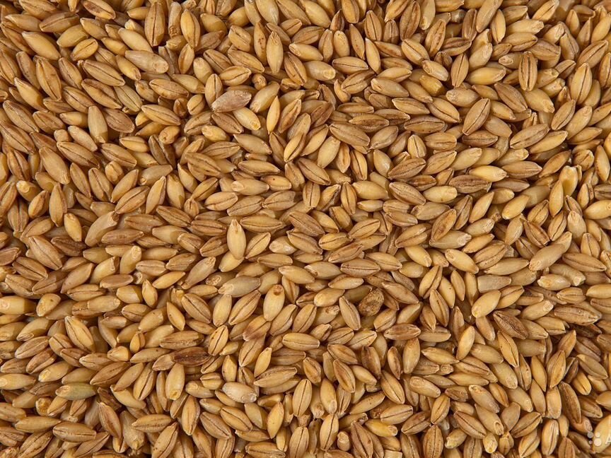 Продам ячмень,пшеницу,овёс,горох