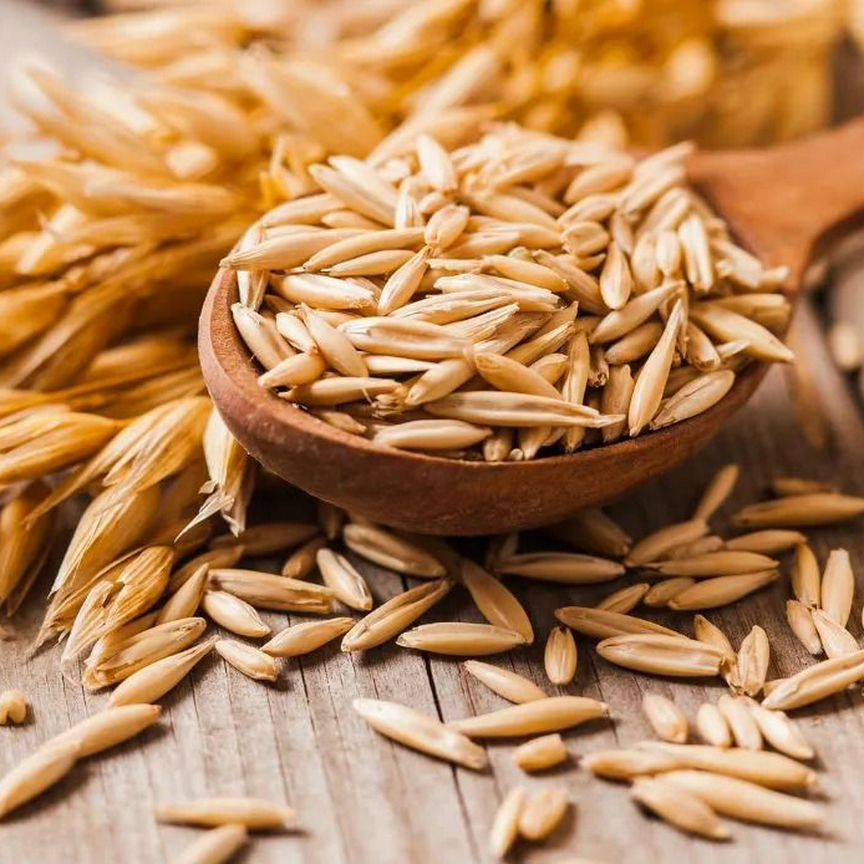 Овес для скота