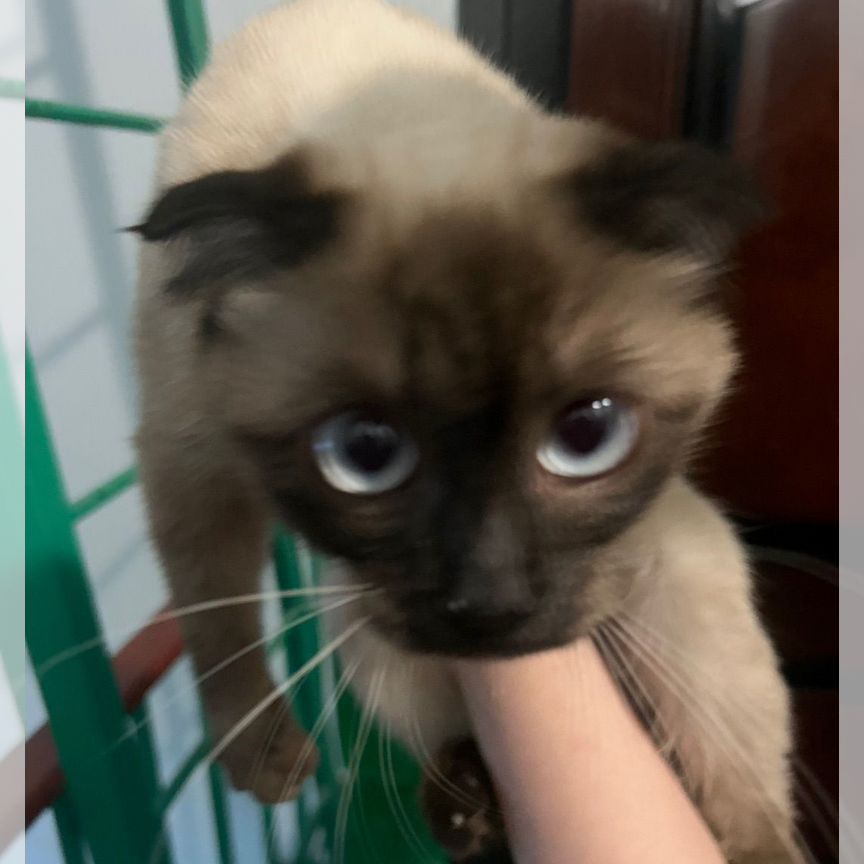 Сиамский котёнок