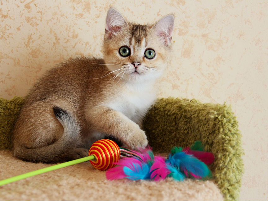 Золотистый тикированный котик Бруно