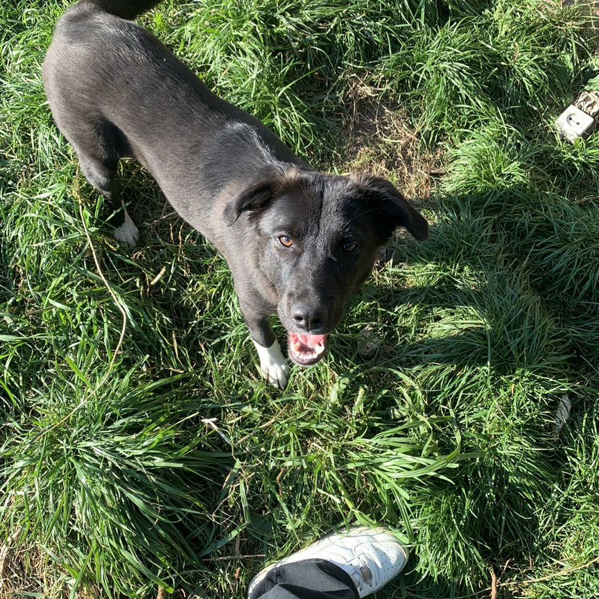 Отдам щенков в добрые руки