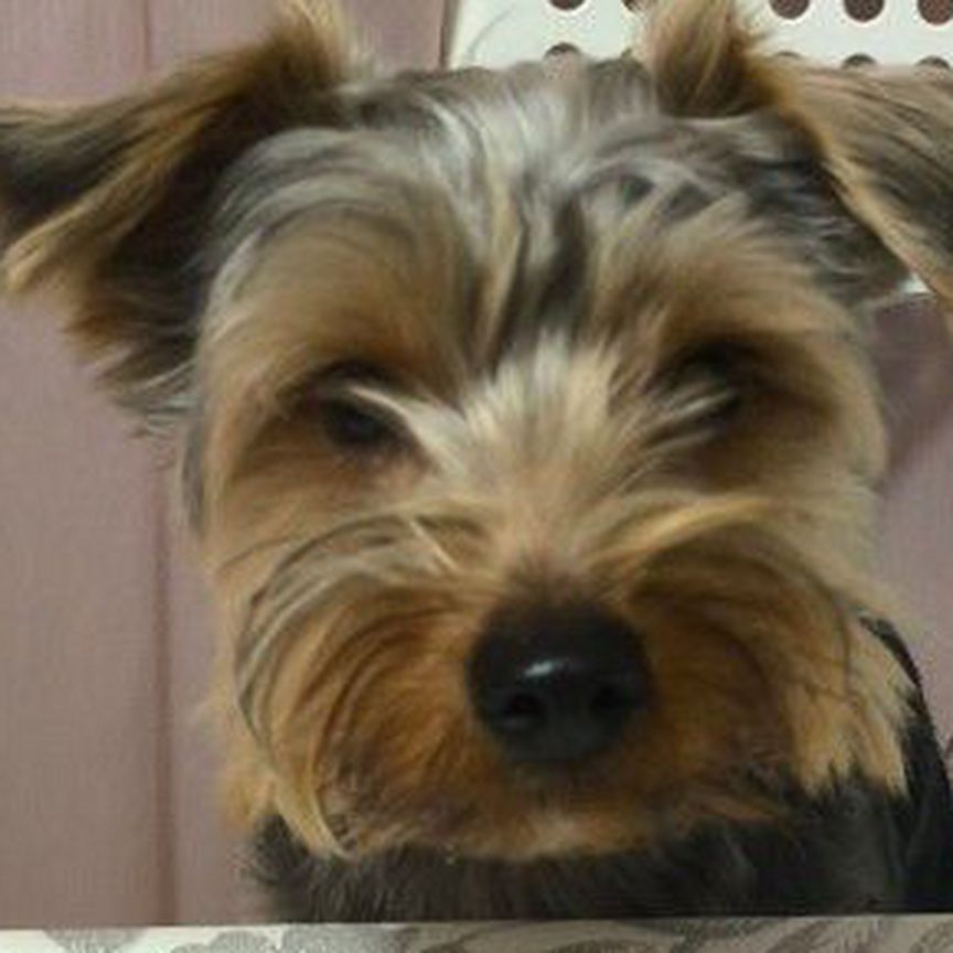 Йоркширский терьер