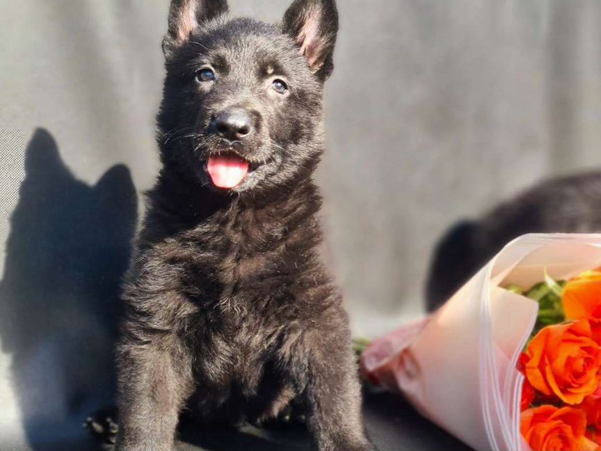 Чистокровные малыши черного окраса