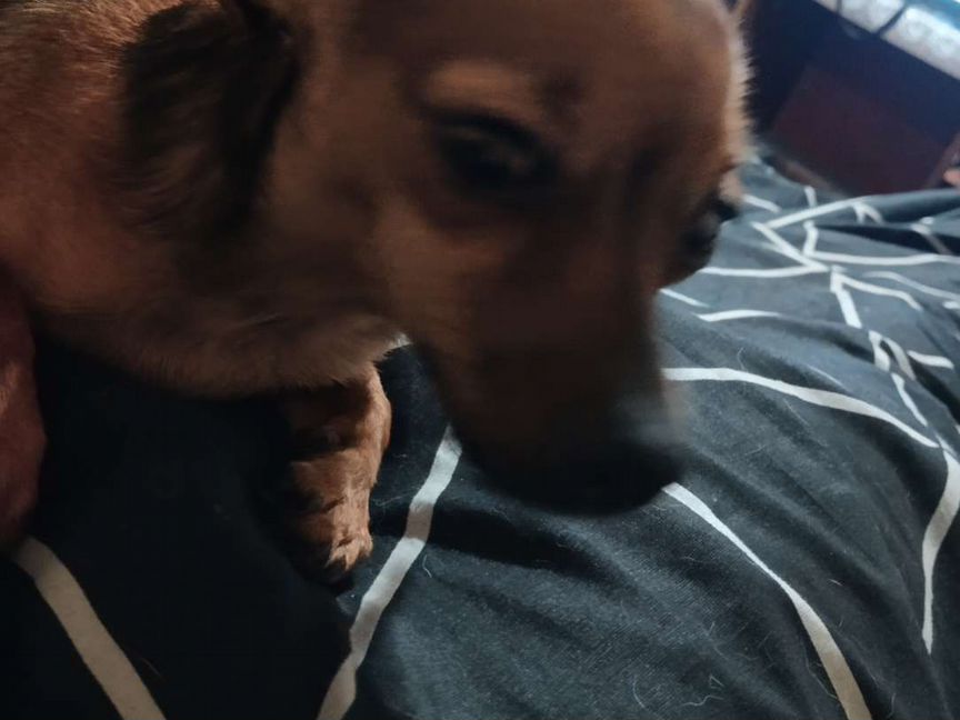 Маленькая собака чихуахуа