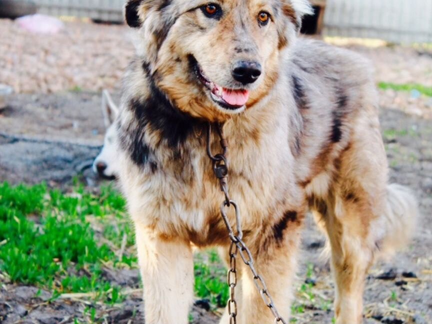 Изюмка ищет дом