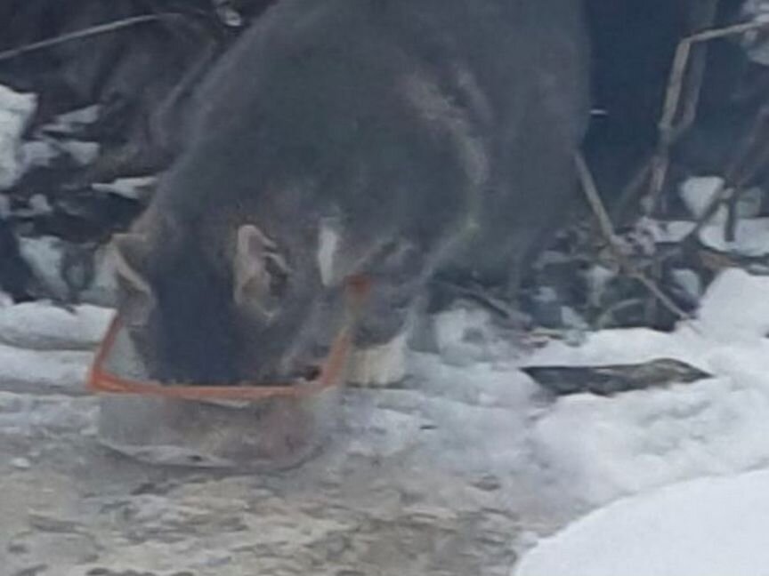 Пока не поздно спасти