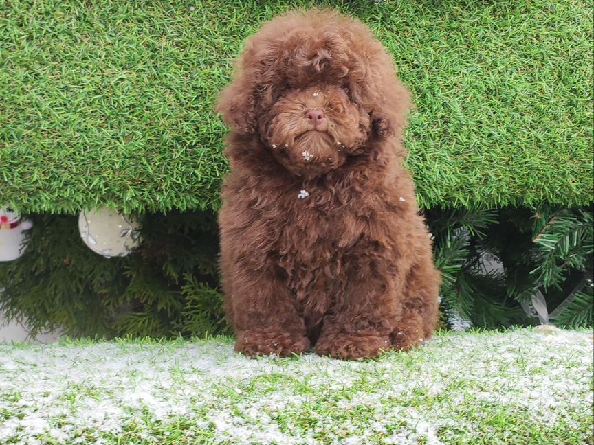 Очаровашка Мальтипу