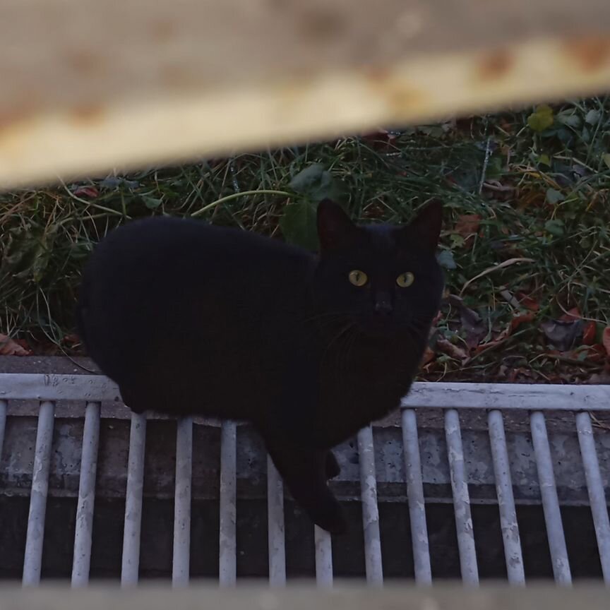 Котик бесплатно