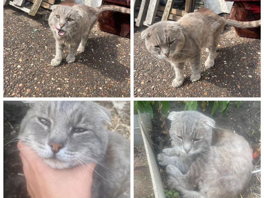 Британский вислоухий кот
