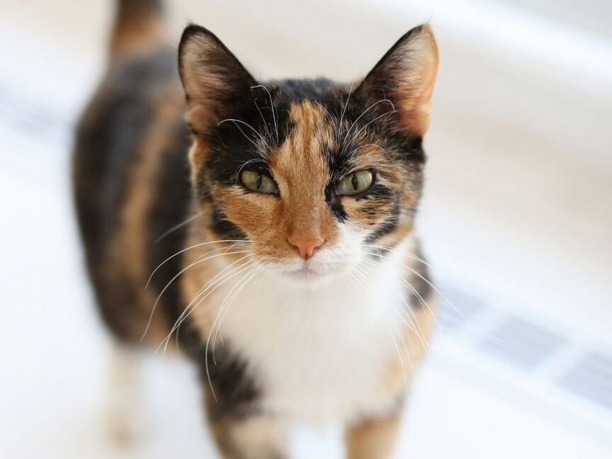 Миниатюрная кошка