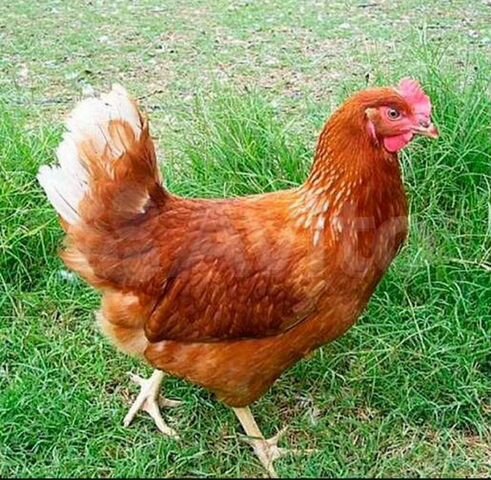 Куры несушки