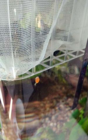 Рыбки и аксессуары для аквариума