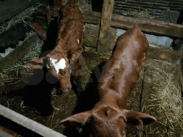 Бычёк и тёлка