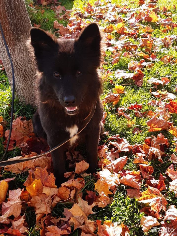 Ненецкая лайка в дар