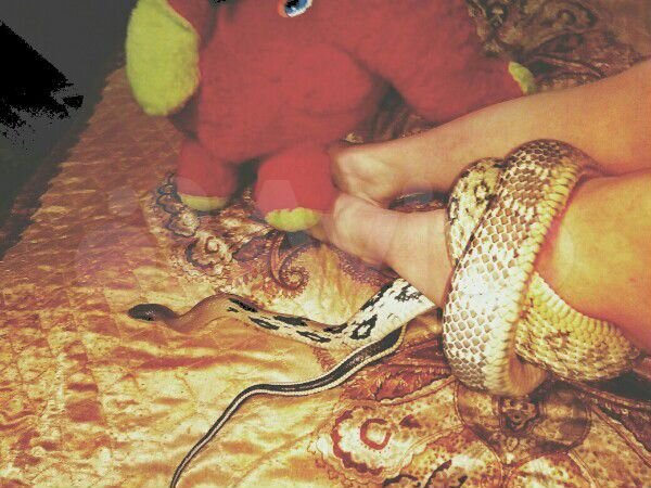 Змея. Полоз