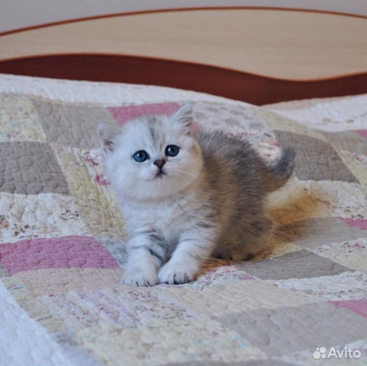Британцы серебристая шиншилла
