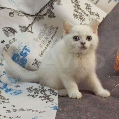 Британский котенок мальчик