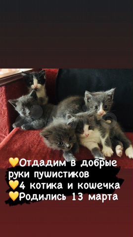 Котята в добрые руки