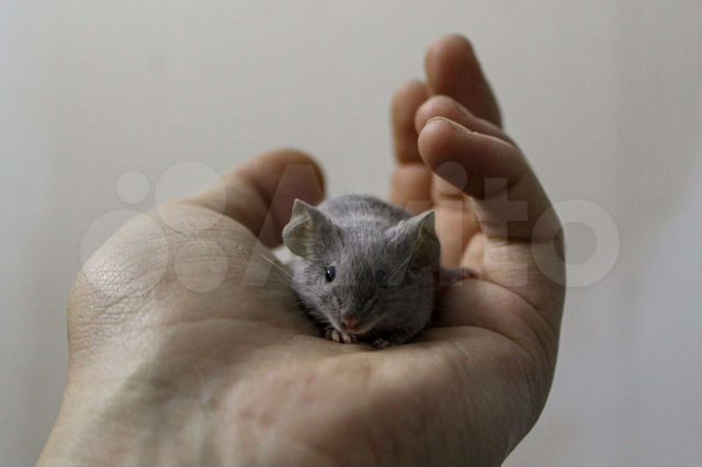 Декоративные мыши