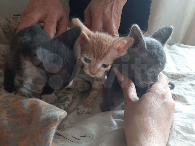 Кошка канадский сфинкс