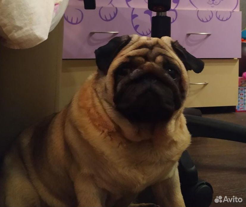 Продам Мопса