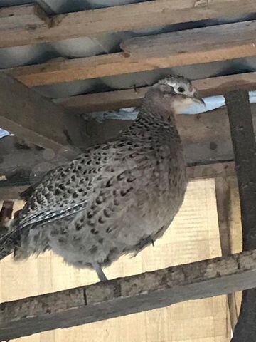 Фазаны, петухи и куры