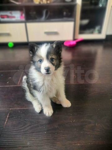 Щенок Мишутка в квартиру,дом 2 месяца