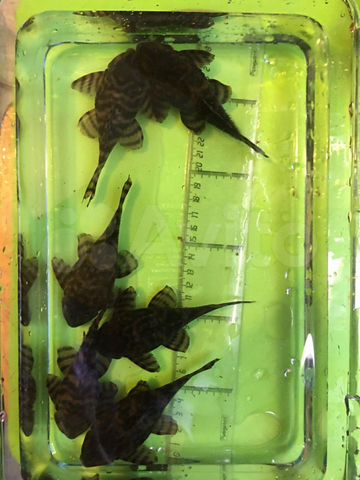 Сомы красная зебра Panaqolus sp. L-397