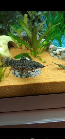 Сом таракатум