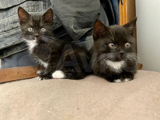 Котята от шотландской вислоухой
