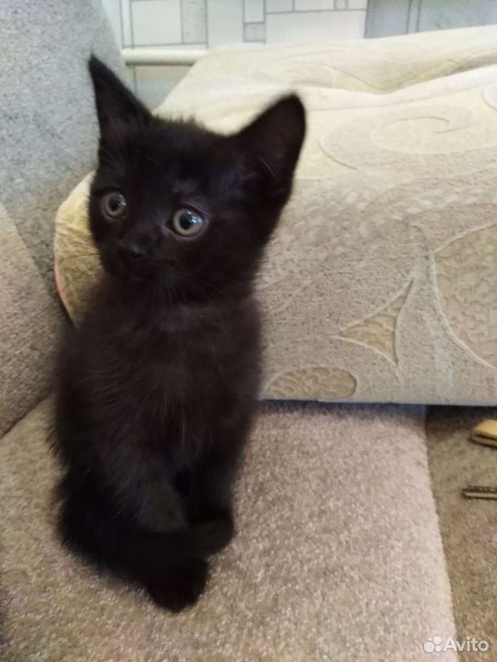 Котенок