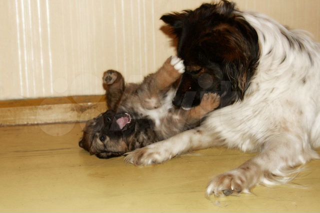 Щенки / котята смешанной породы