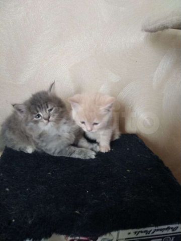 Котята полушотландцы