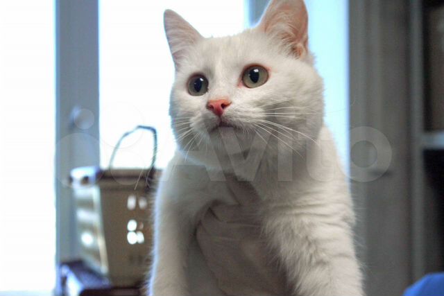 Эльза в добрые руки