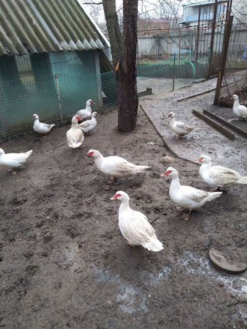 Утки шептуны белые