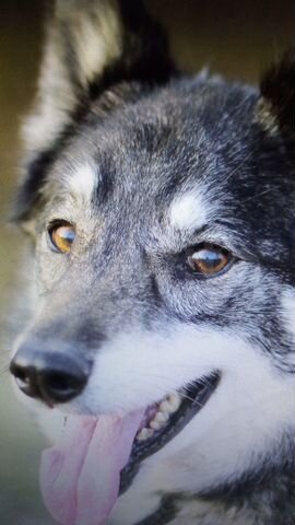 Красавец Зак ищет семью