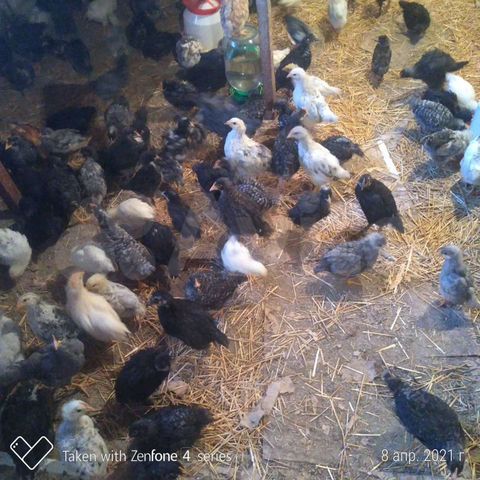 Куры молодки