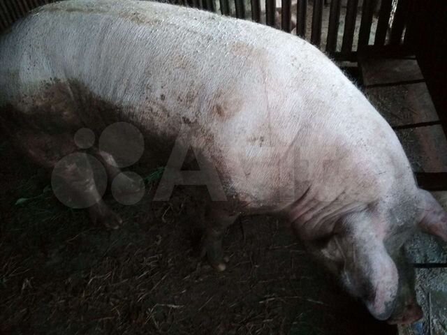 Хряк на племя