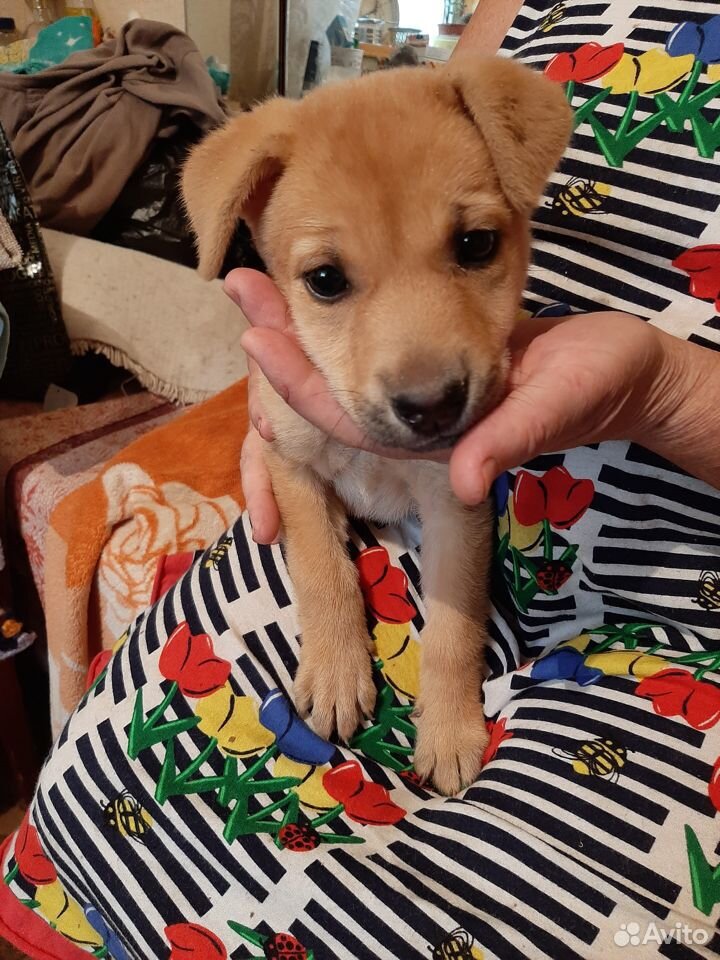 Лайка девочка