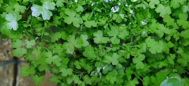 Гидрокотила трипартита / Hydrocotyle tripartita, С