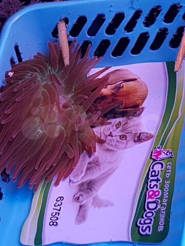 Актиния квадриколор