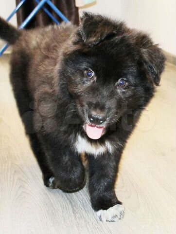 Медвежонок Барни в добрые руки